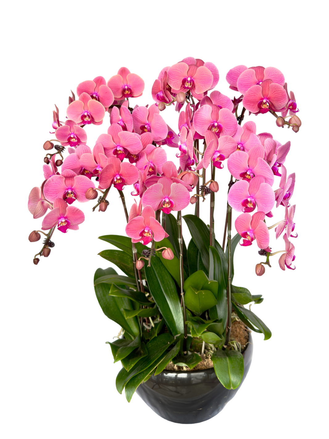 Products – Orchid Hub
